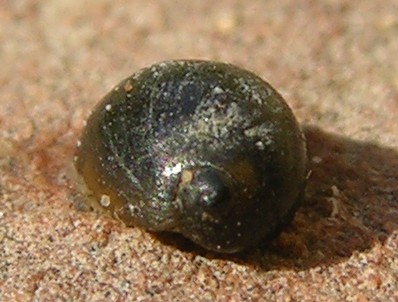 Species database - Utah Natural Heritage Program Field Guide